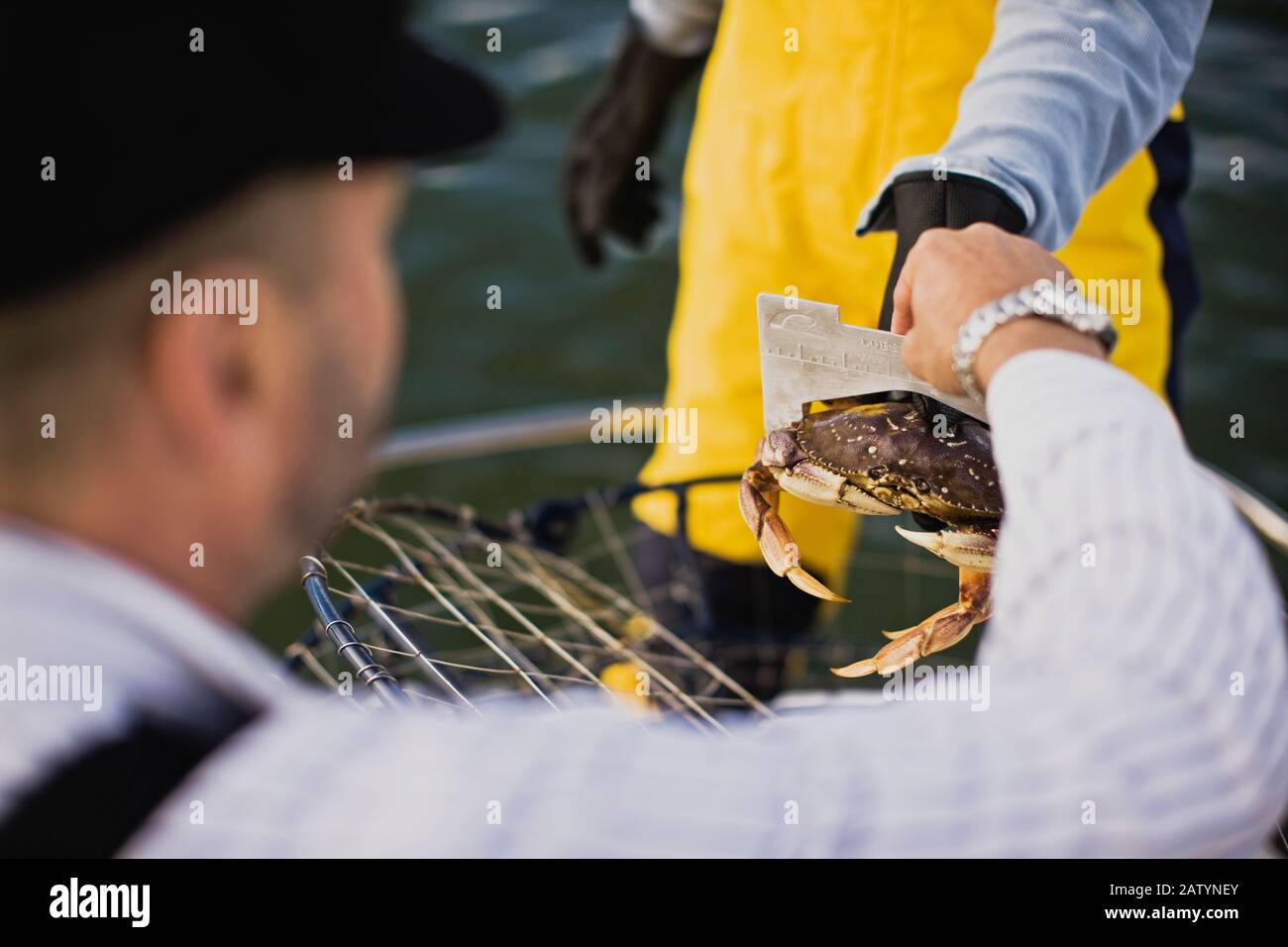 Fisherman measuring a crab Stock Photo - Alamy