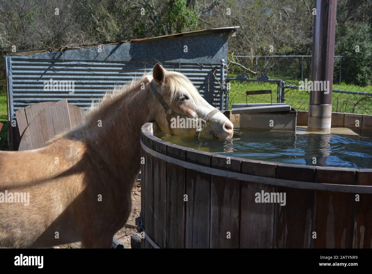 Pony In The Tub