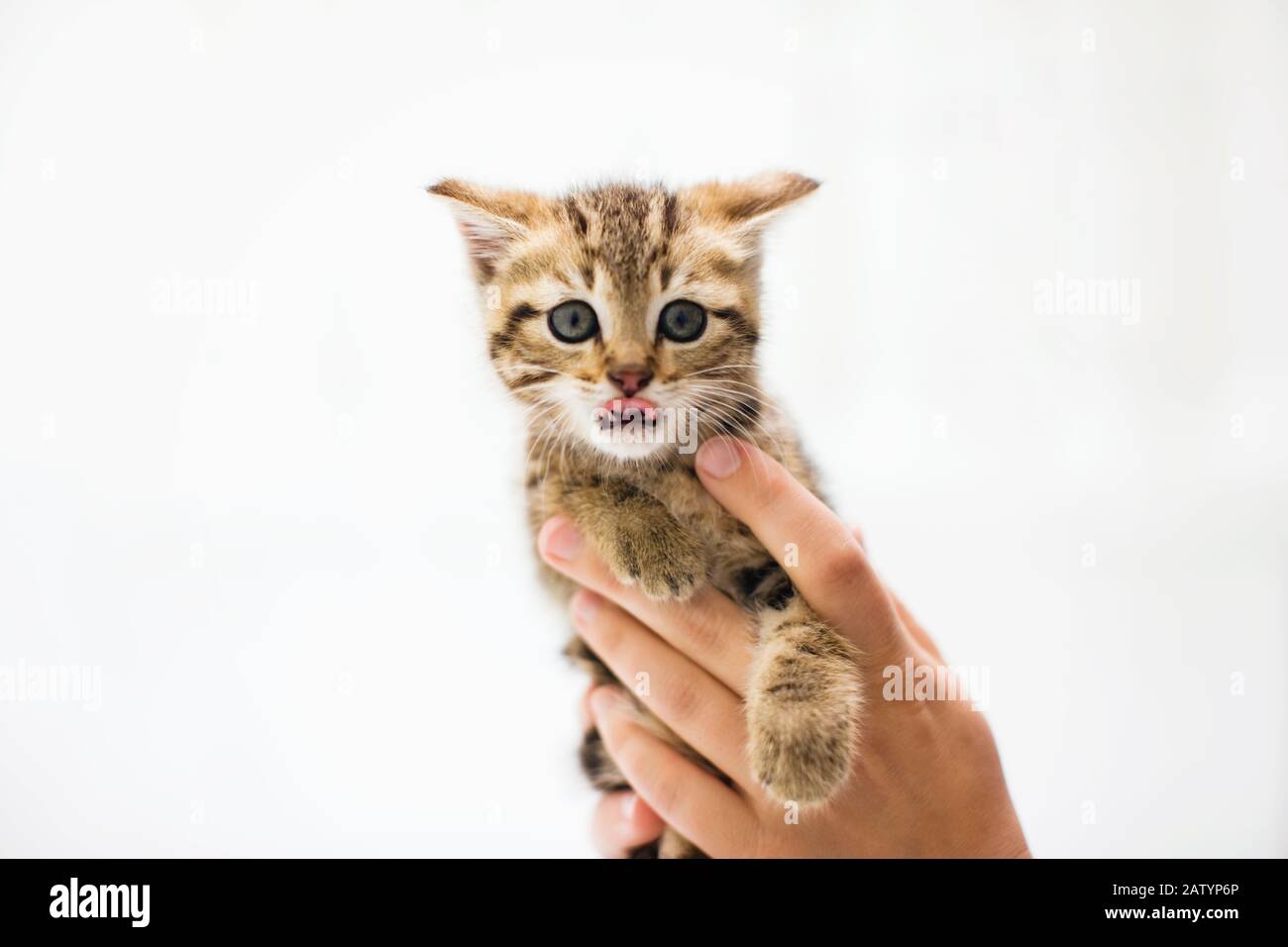 Kitten being held up Stock Photo - Alamy