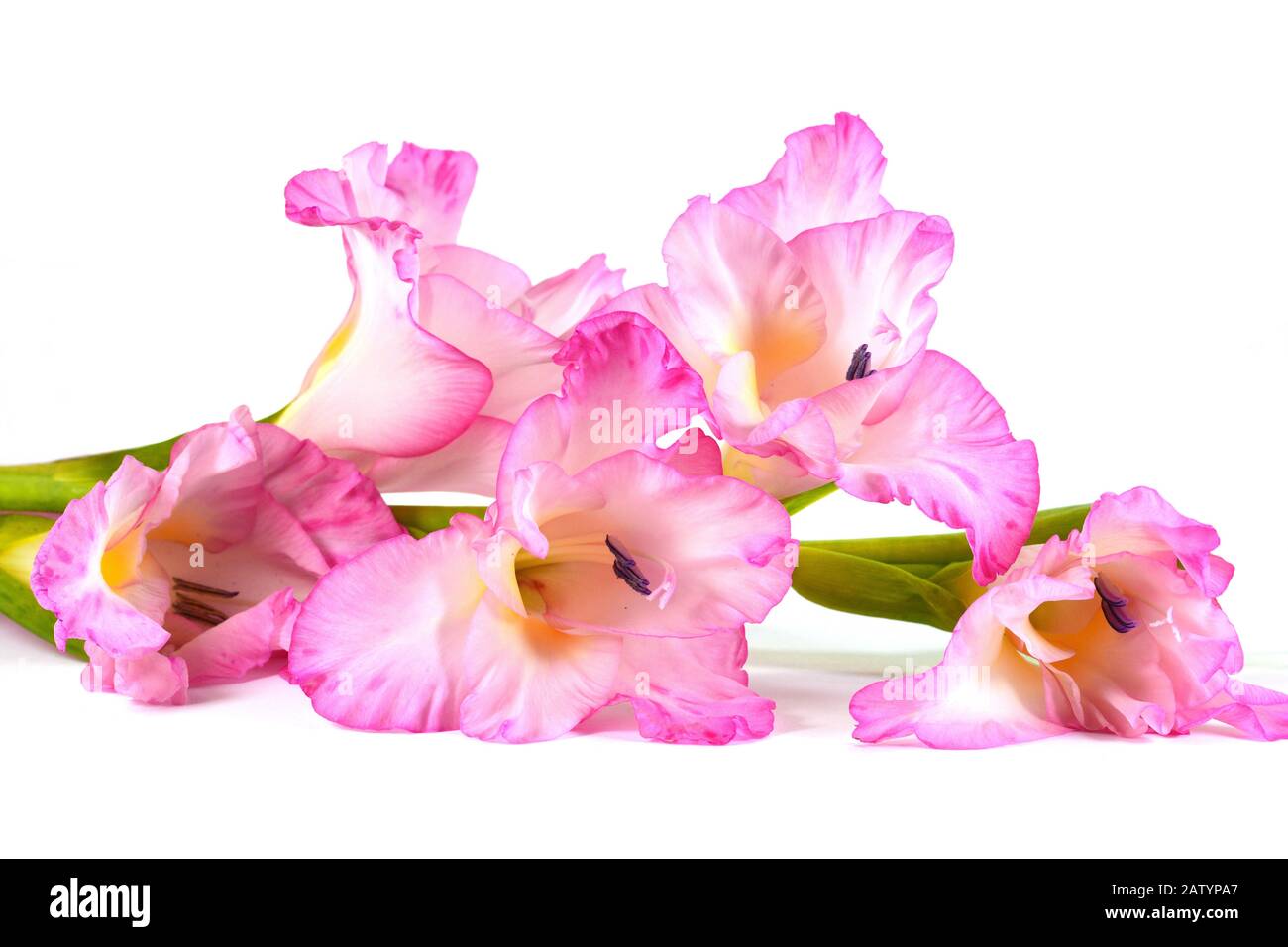 Shades of deep pink Cut Out Stock Images & Pictures - Alamy