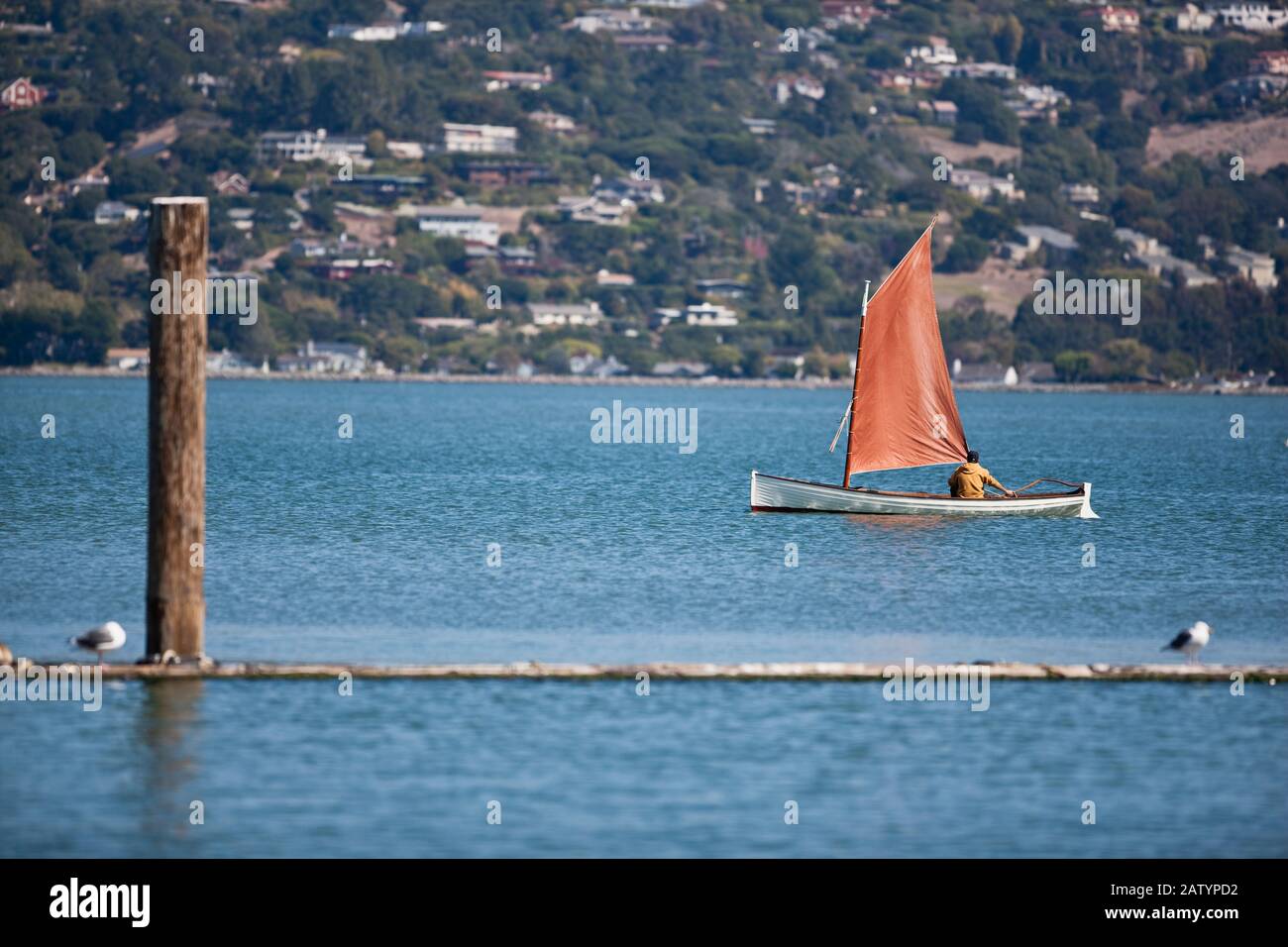 Man sailing solo in a harbor Stock Photo - Alamy
