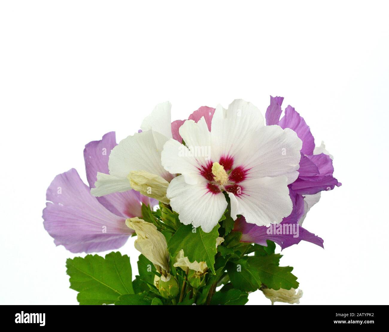 Hibiscus flower, the mallow family, Malvaceae Stock Photo - Alamy