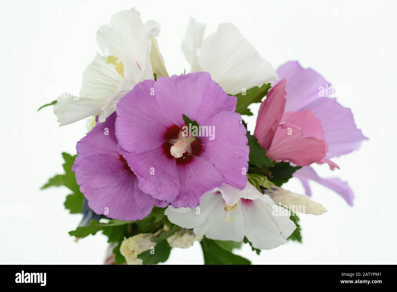 Hibiscus flower, the mallow family, Malvaceae Stock Photo - Alamy