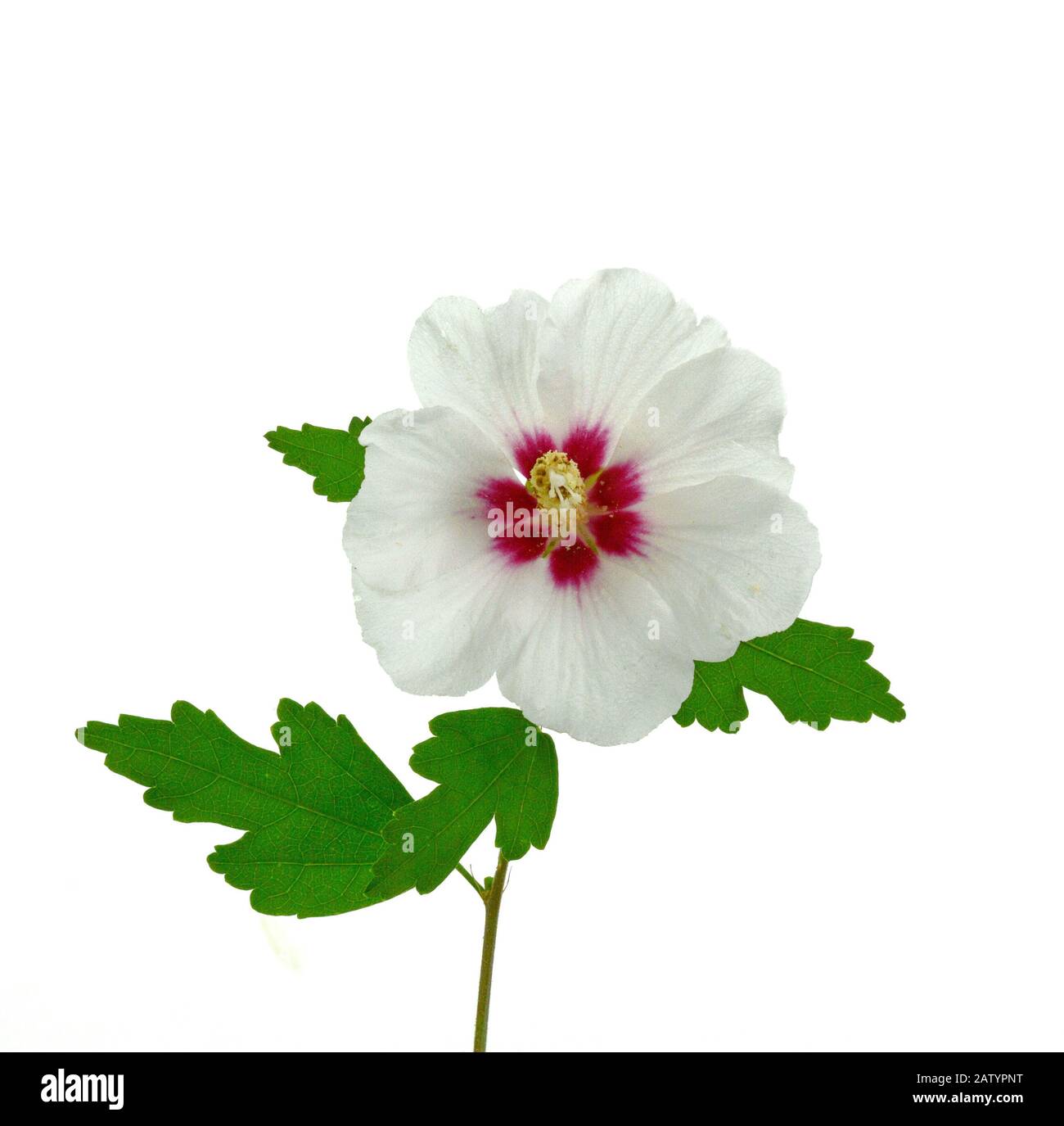 Hibiscus flower, the mallow family, Malvaceae Stock Photo - Alamy