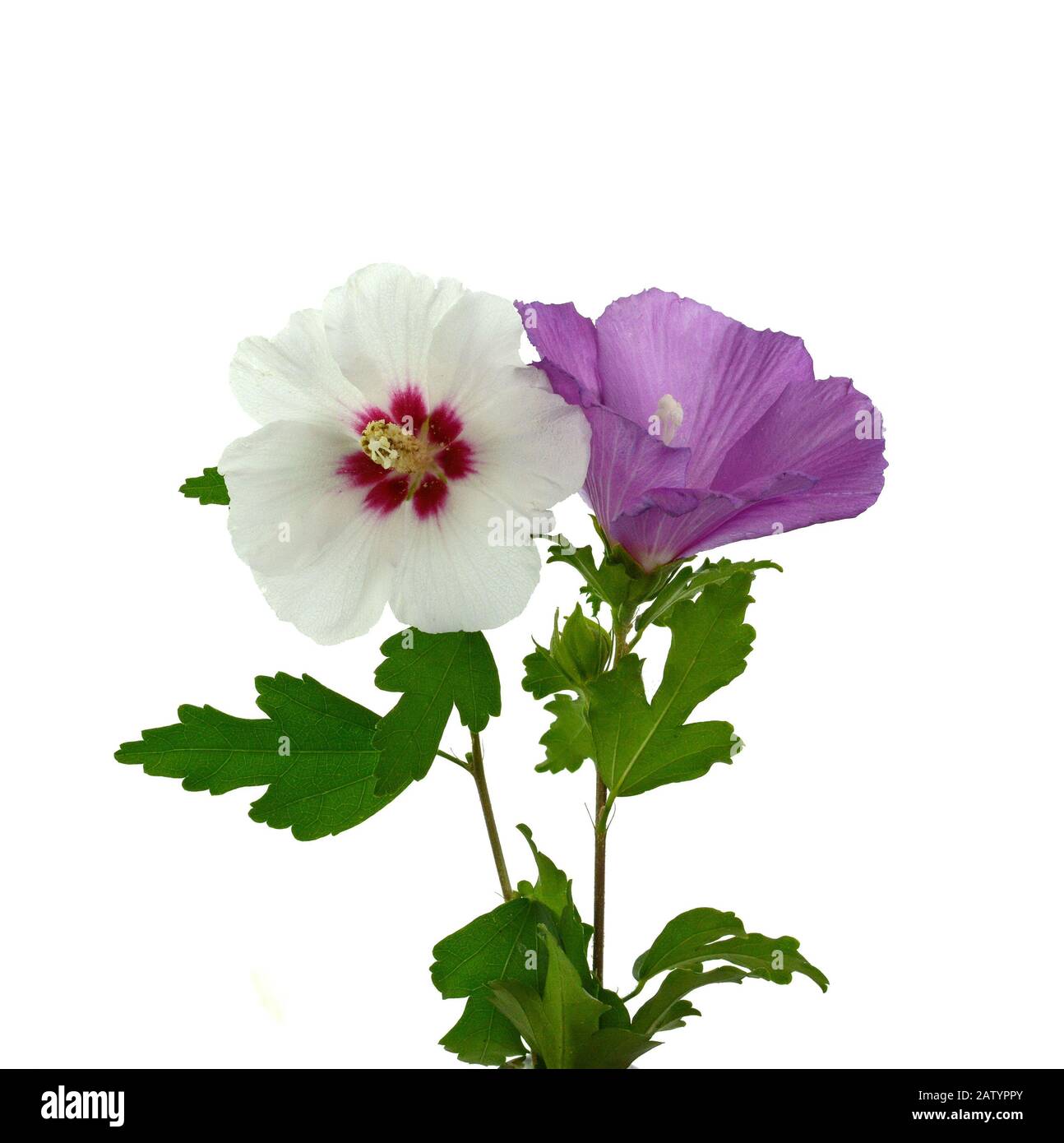 Hibiscus flower, the mallow family, Malvaceae Stock Photo - Alamy