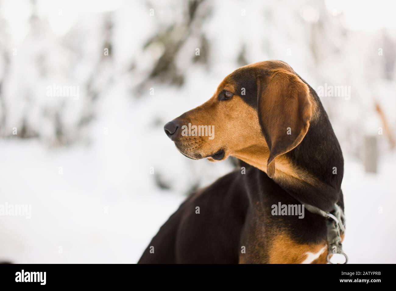 Dog looking left to negative space hi-res stock photography and images ...