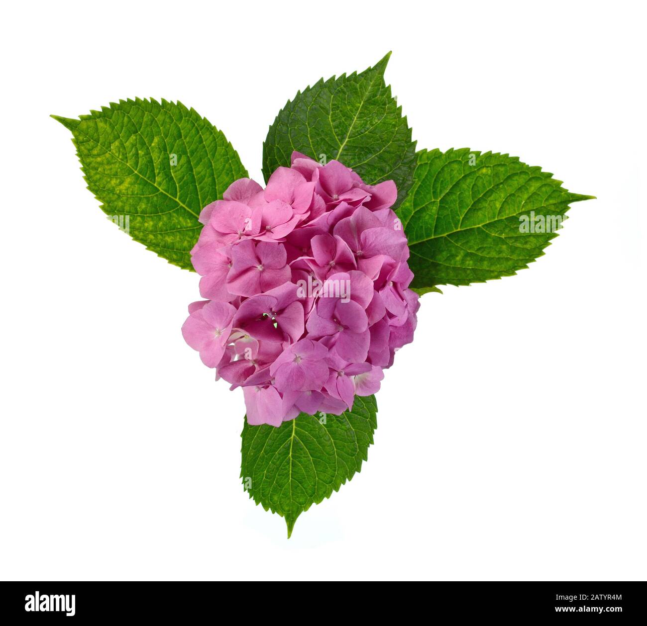 Beautiful pink flower of hydrangea isolated on a white background Stock ...