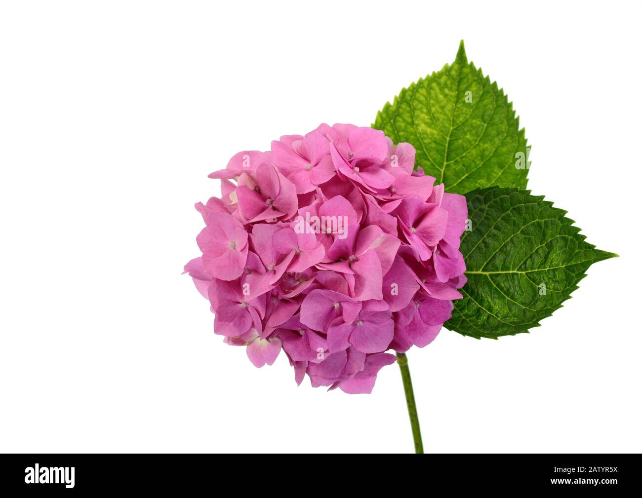 Beautiful pink flower of hydrangea isolated on a white background Stock ...
