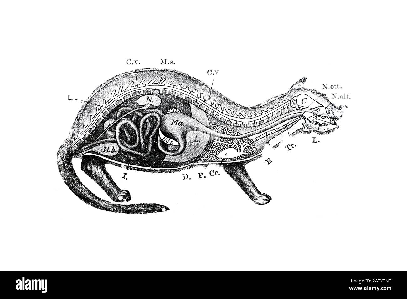 Longitudinal section of a vertebrate body - Vintage Engraved ...