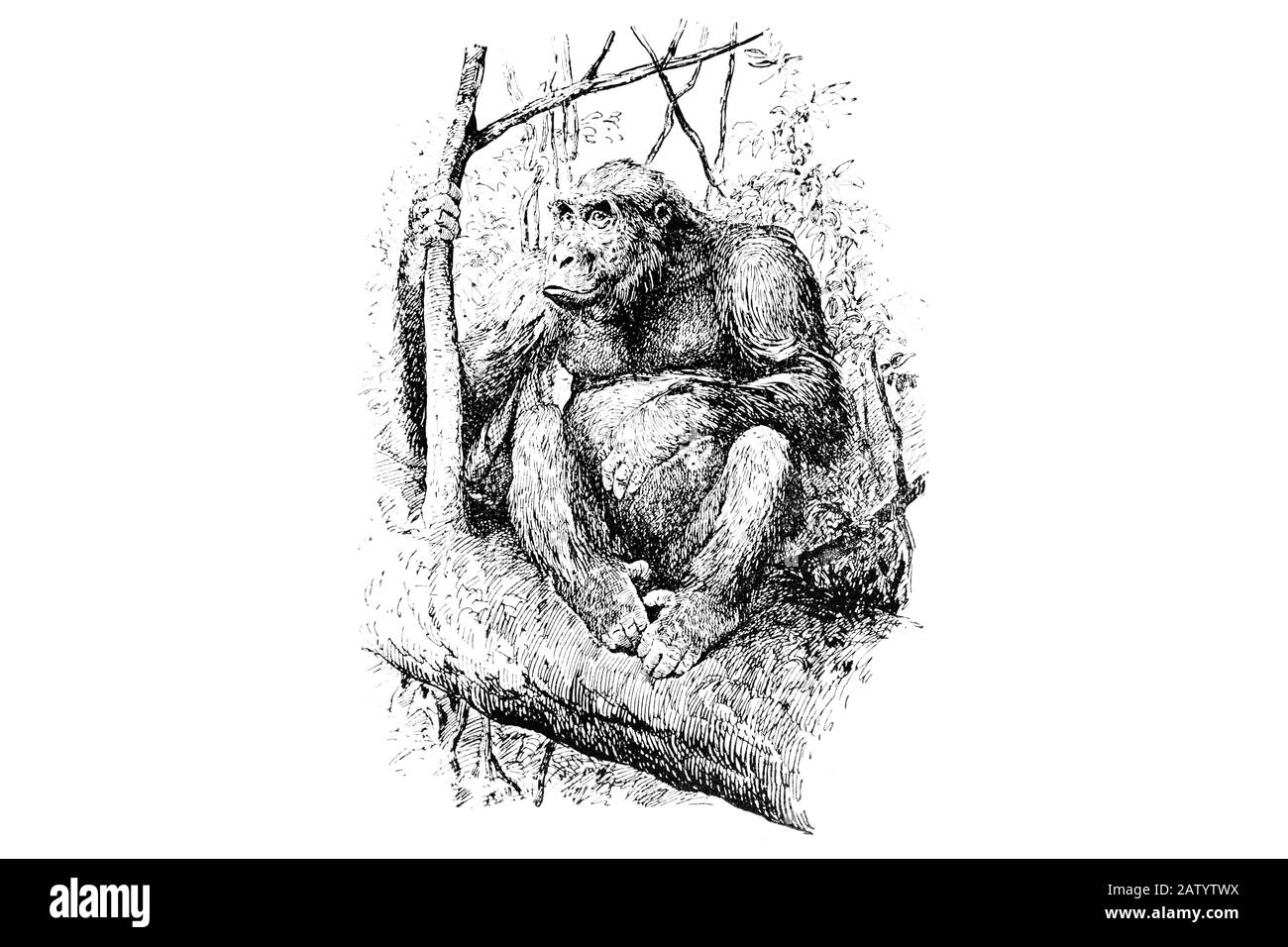 Engraved gorilla Black and White Stock Photos & Images - Alamy