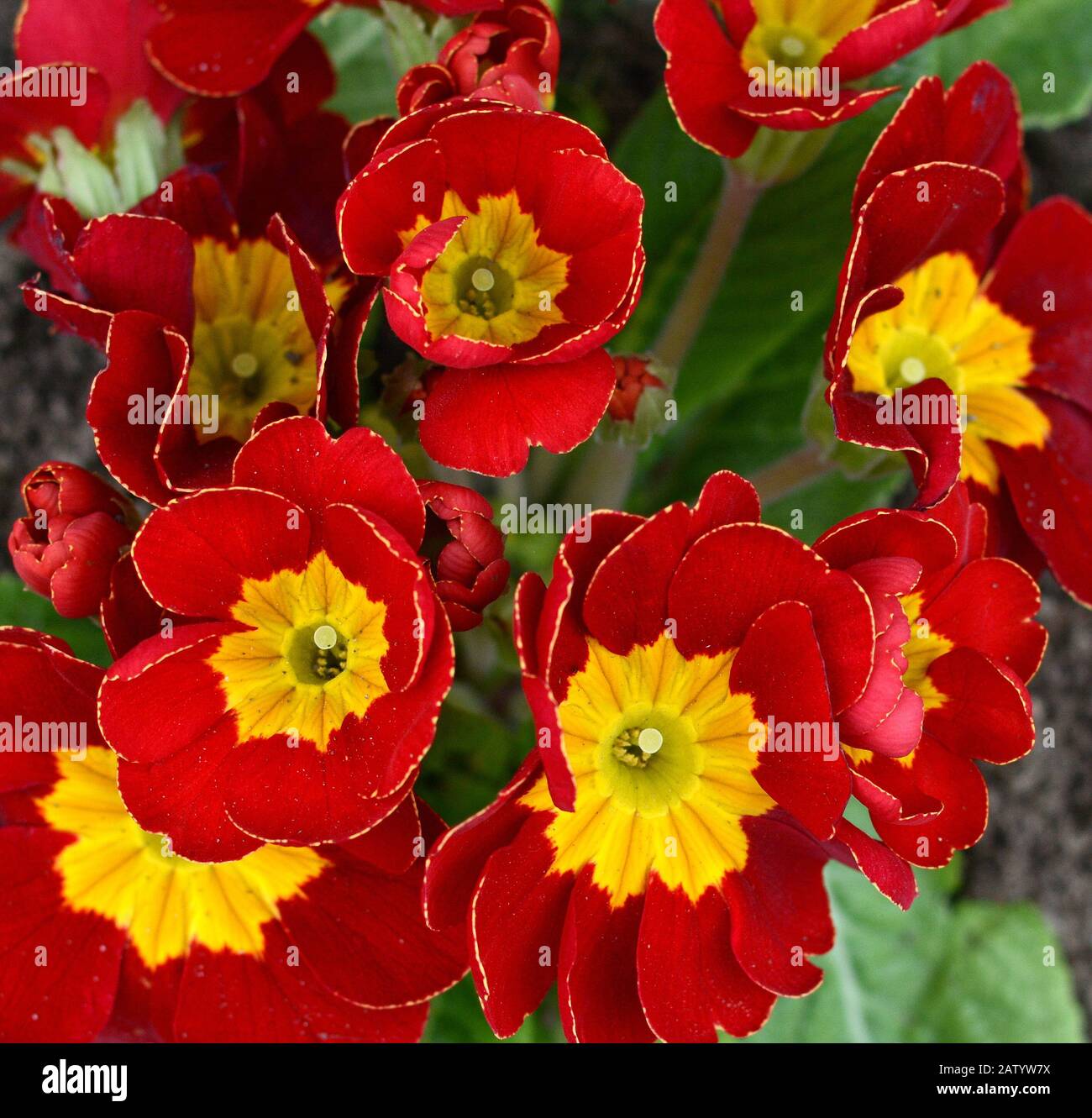 Early spring: Primroses in natural environment. (Primula vulgaris Stock ...