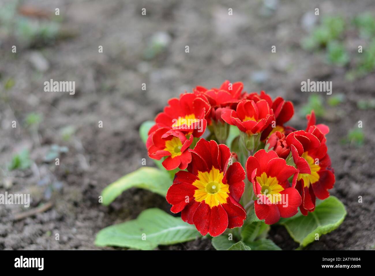 Early spring: Primroses in natural environment. (Primula vulgaris Stock ...