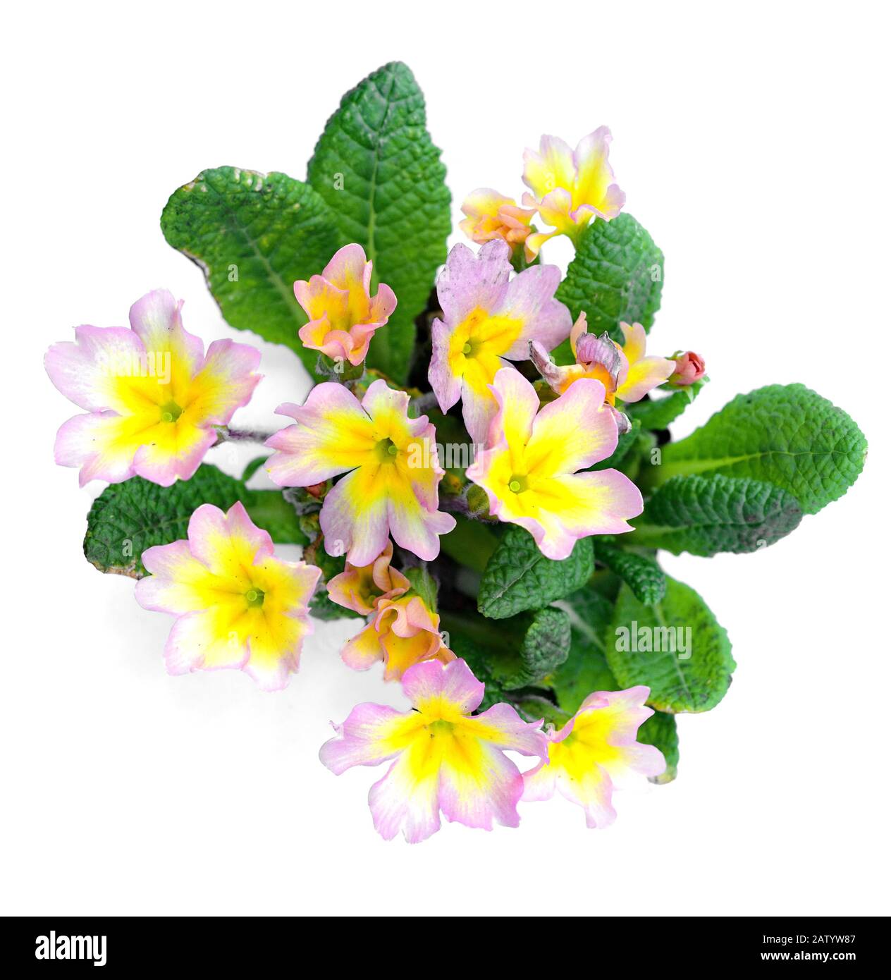 Early spring: Primroses in natural environment. (Primula vulgaris ...