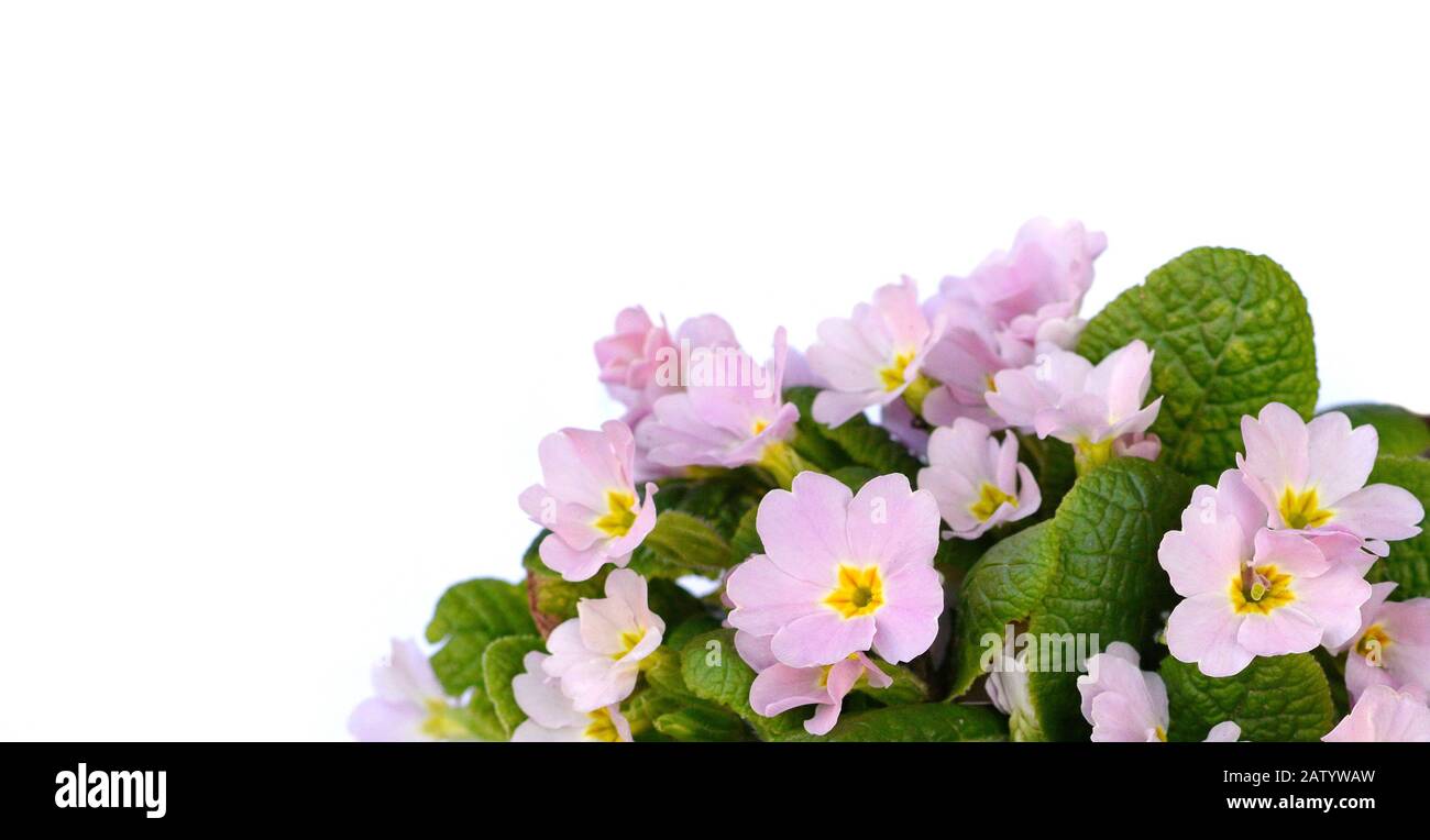 Early spring: Primroses in natural environment. (Primula vulgaris ...