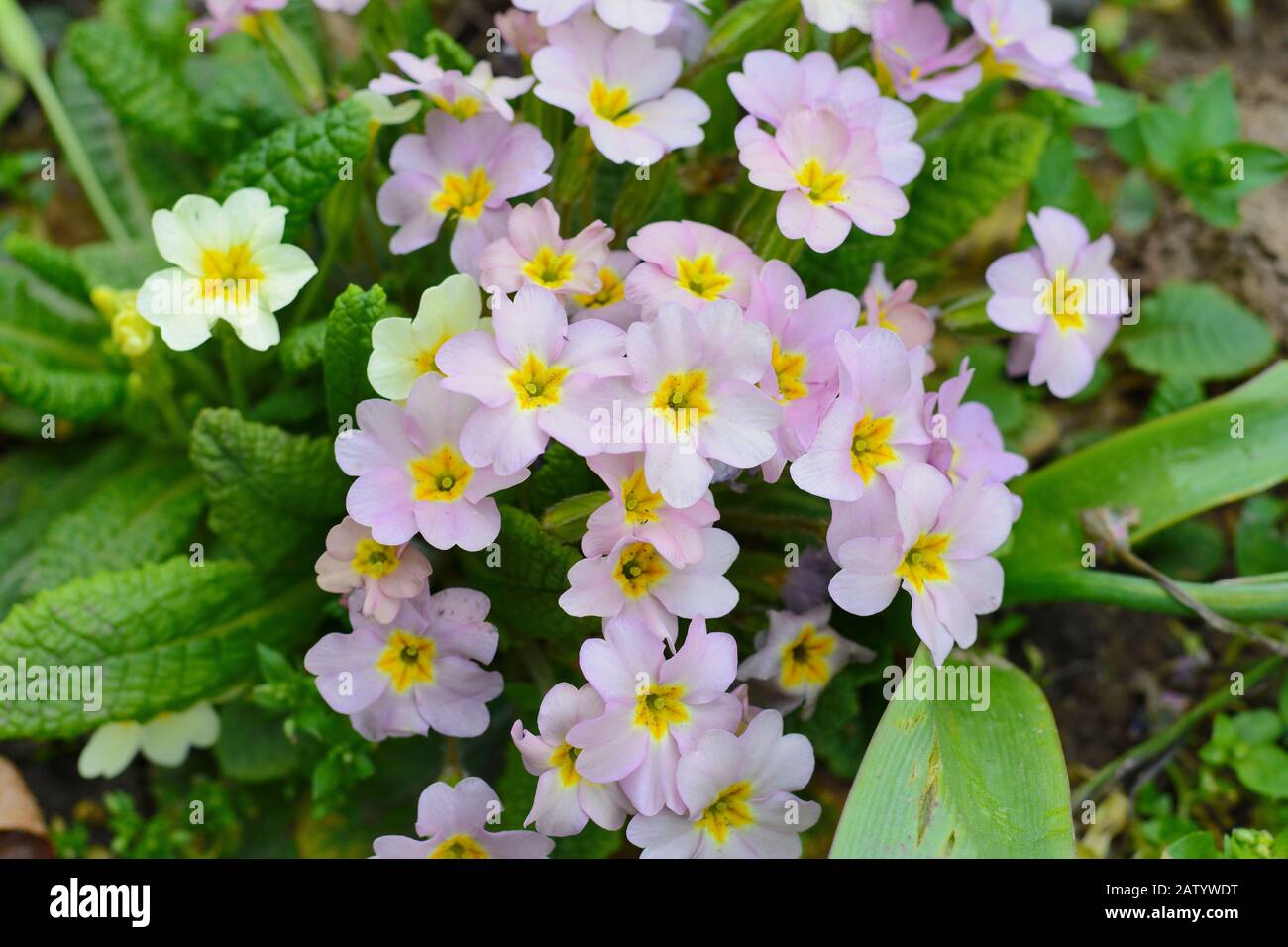 Early spring: Primroses in natural environment. (Primula vulgaris Stock ...