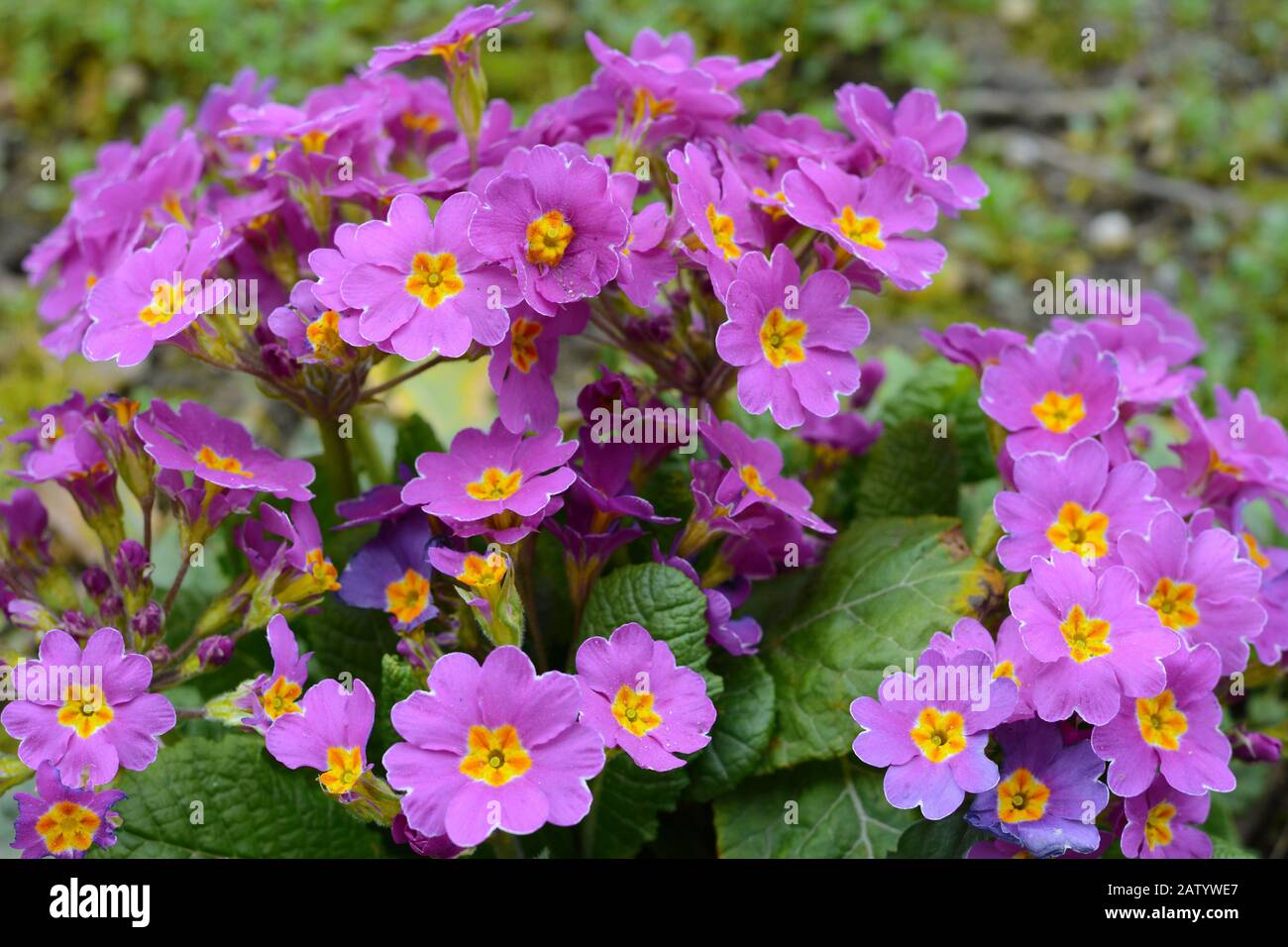 Early spring: Primroses in natural environment. (Primula vulgaris Stock ...