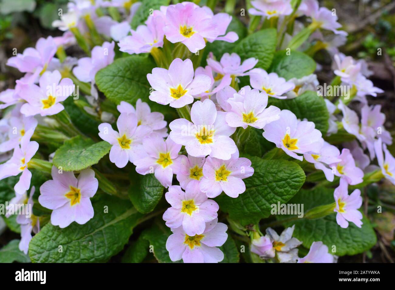 Early spring: Primroses in natural environment. (Primula vulgaris Stock ...