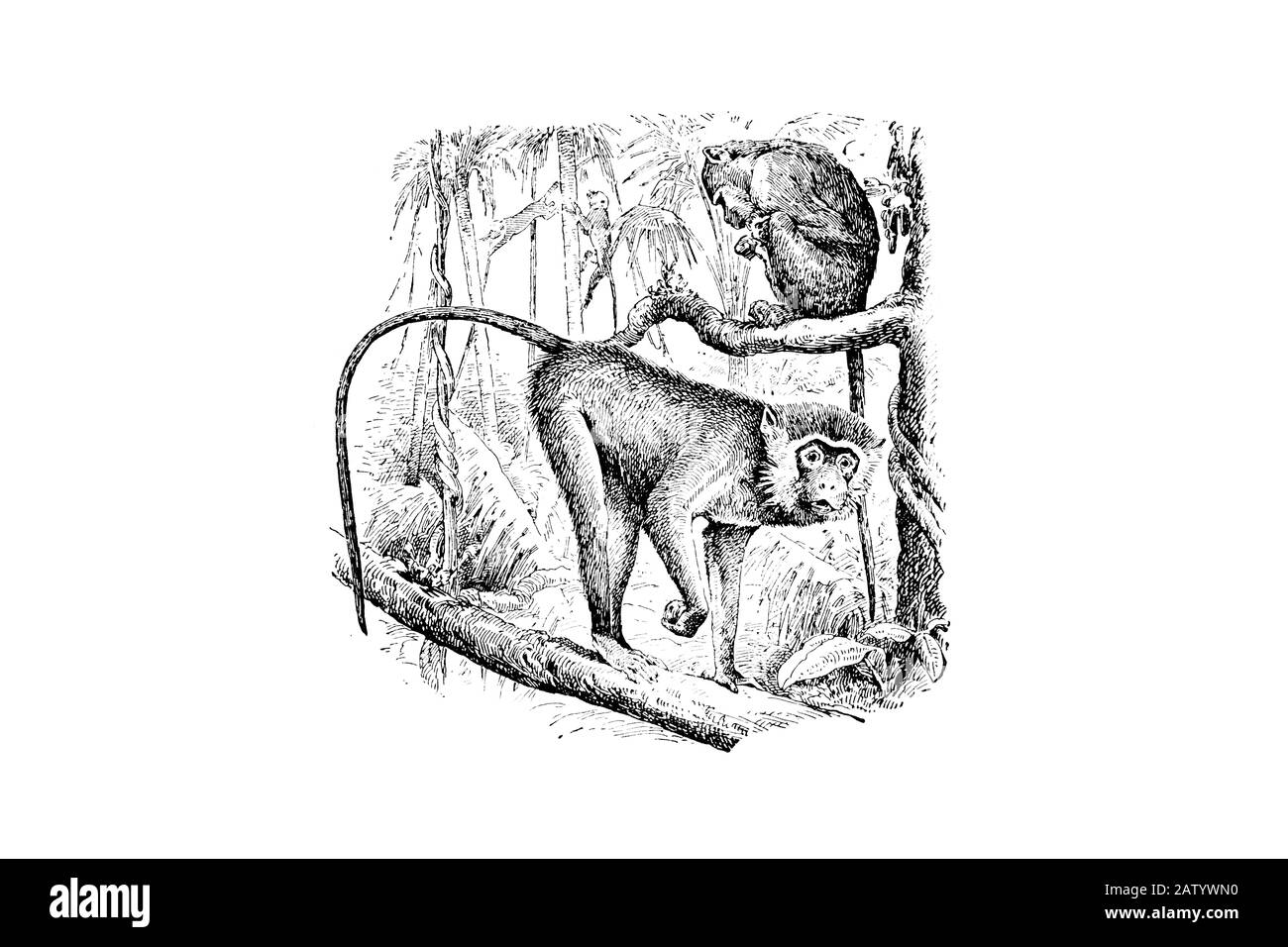 Howler Monkeys - Vintage Engraved Illustration 1889 Stock Photo - Alamy
