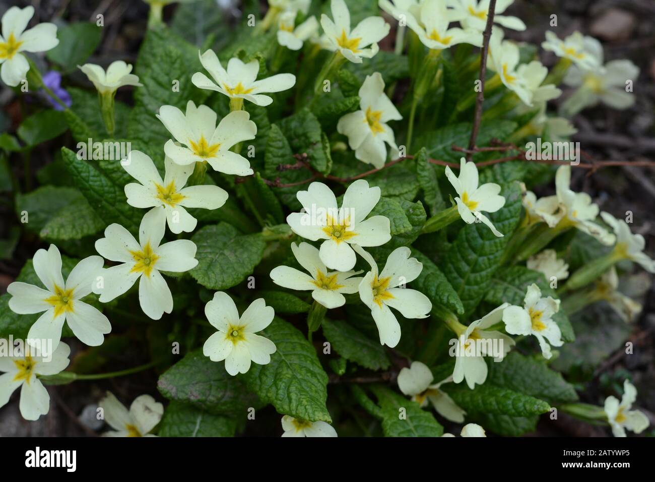 Early spring: Primroses in natural environment. (Primula vulgaris Stock ...