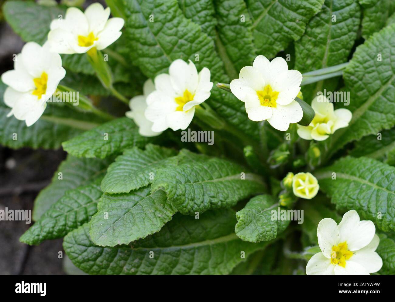 Early spring: Primroses in natural environment. (Primula vulgaris Stock ...