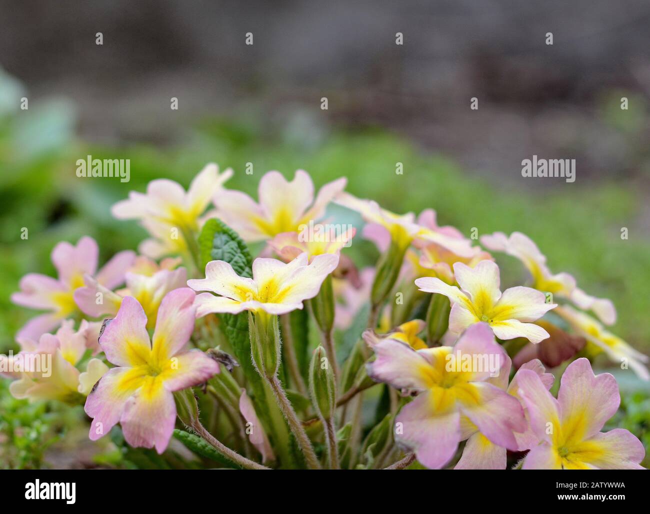Early spring: Primroses in natural environment. (Primula vulgaris Stock ...