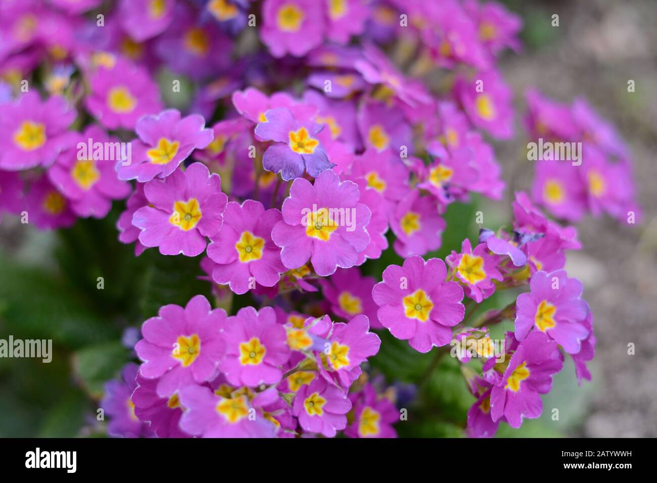 Early spring: Primroses in natural environment. (Primula vulgaris Stock ...