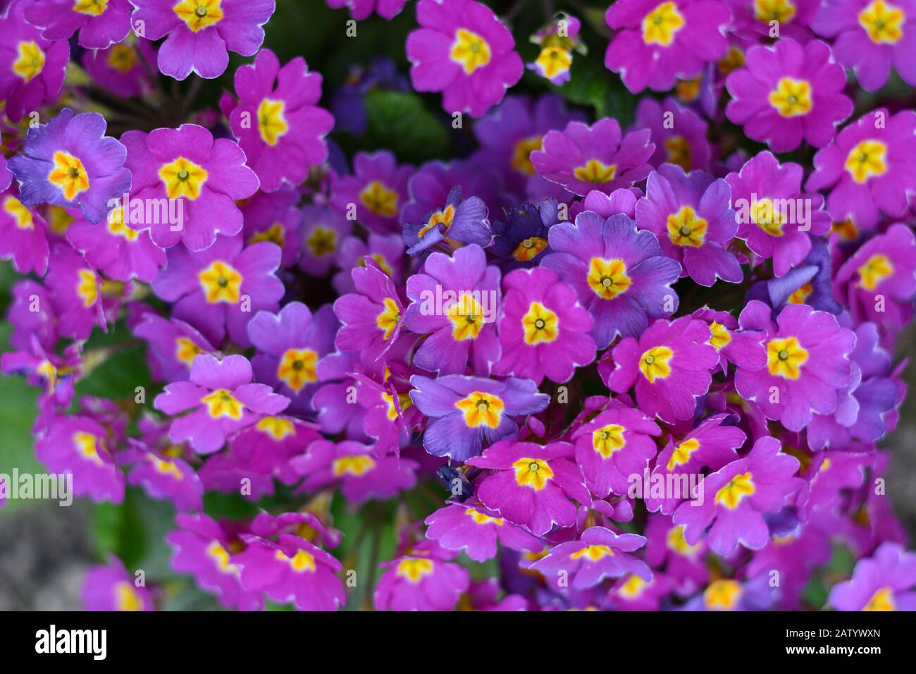 Early spring: Primroses in natural environment. (Primula vulgaris Stock ...