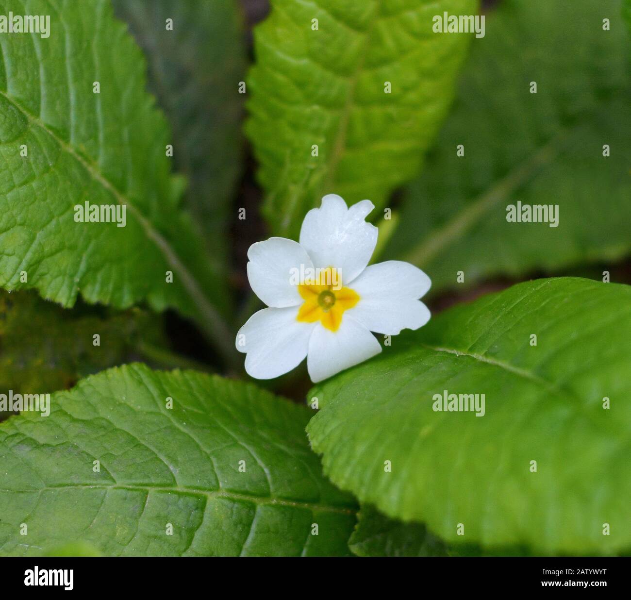 Primroses primula snow hi-res stock photography and images - Alamy