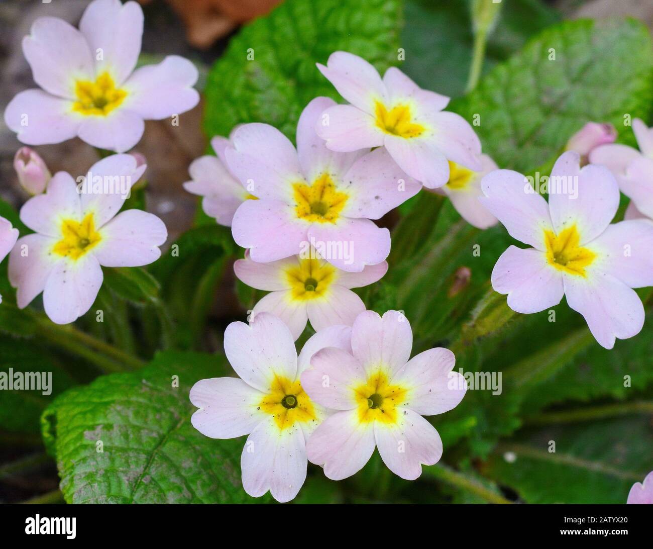 Early spring: Primroses in natural environment. (Primula vulgaris Stock ...