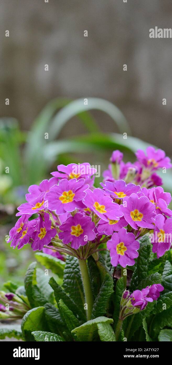 Early spring: Primroses in natural environment. (Primula vulgaris Stock ...