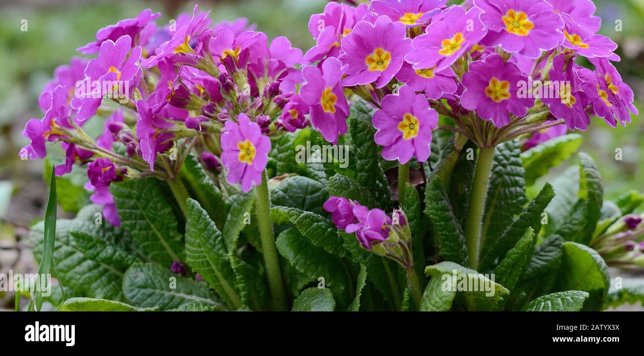 Early spring: Primroses in natural environment. (Primula vulgaris Stock ...