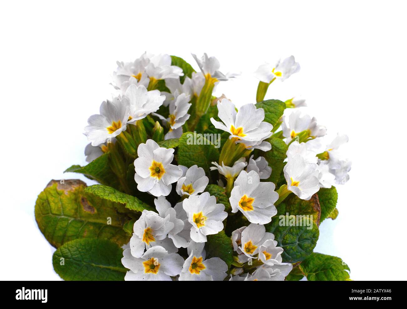 Early spring: Primroses in natural environment. (Primula vulgaris ...