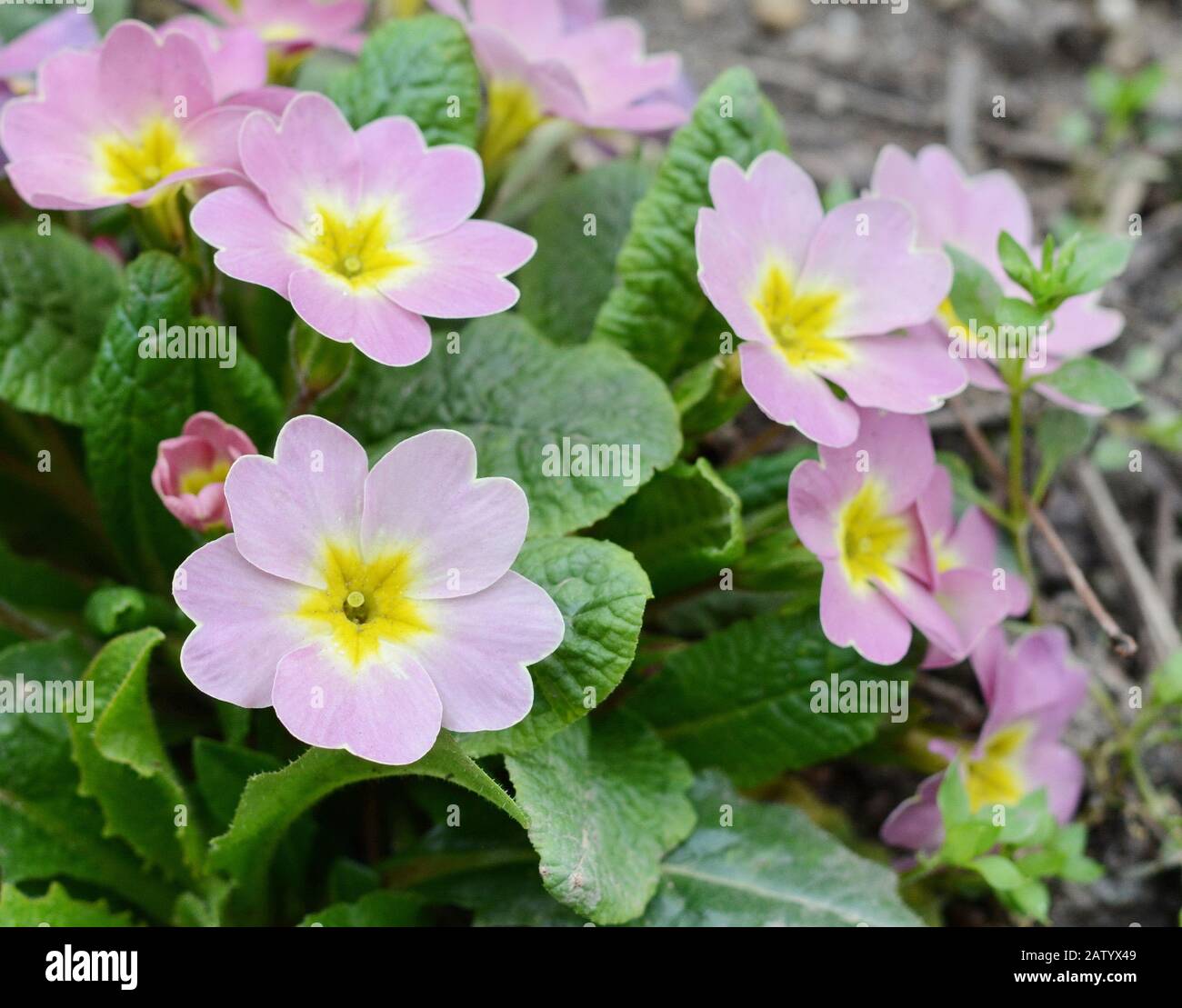 Early spring: Primroses in natural environment. (Primula vulgaris Stock ...