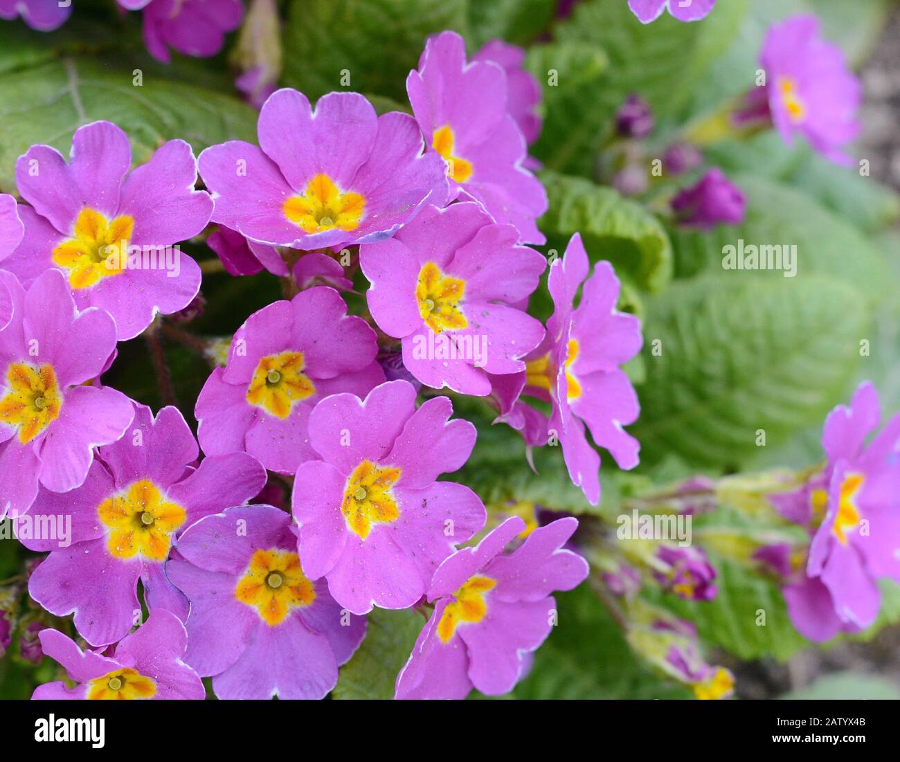 Primroses primula snow hi-res stock photography and images - Alamy