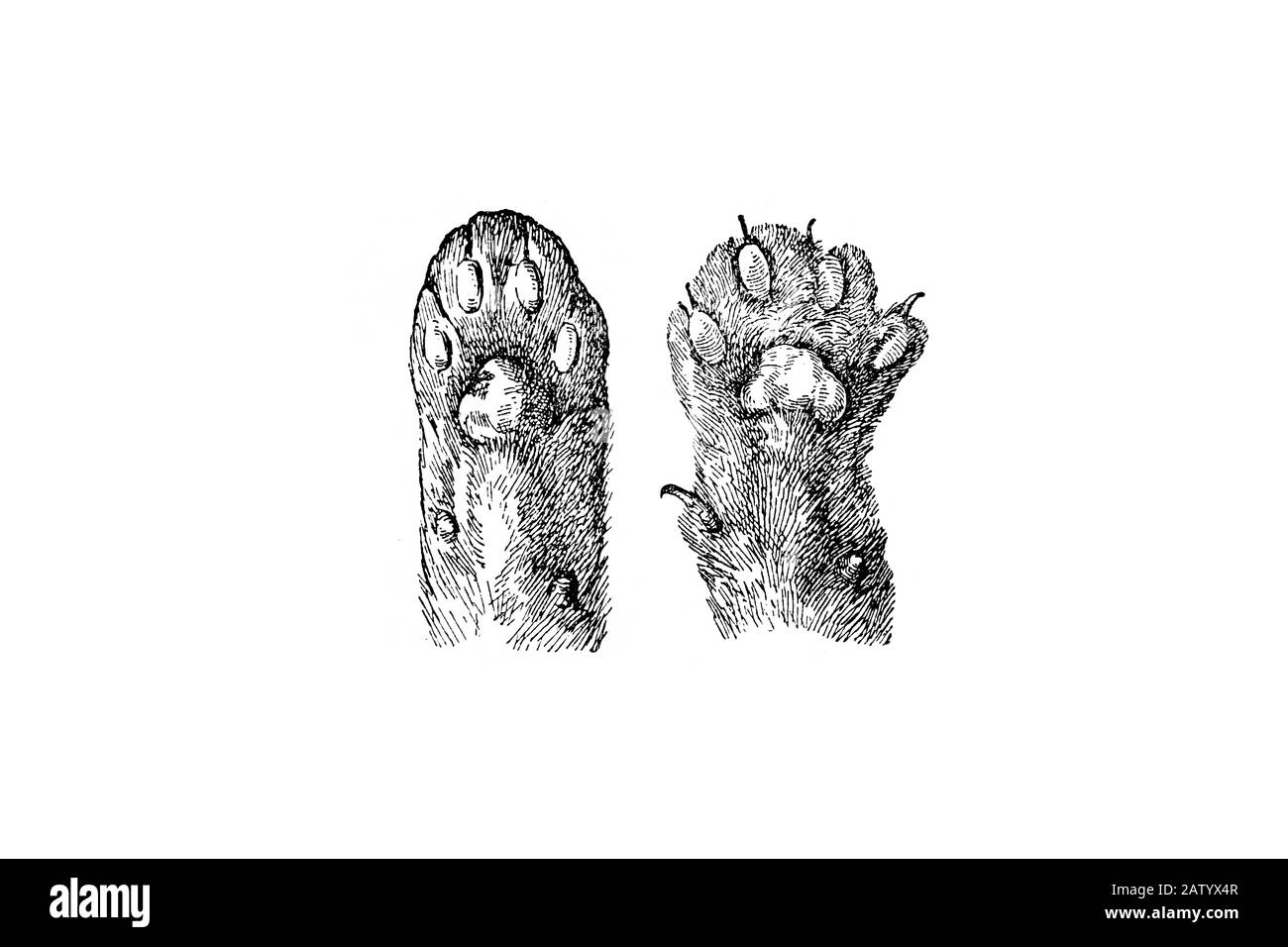 Vintage cat anatomy hi-res stock photography and images - Alamy