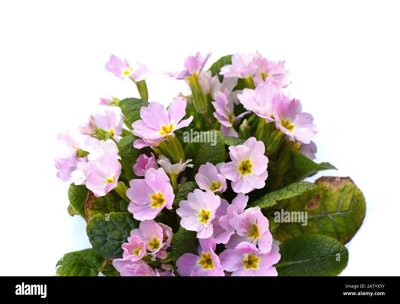 Early spring: Primroses in natural environment. (Primula vulgaris ...