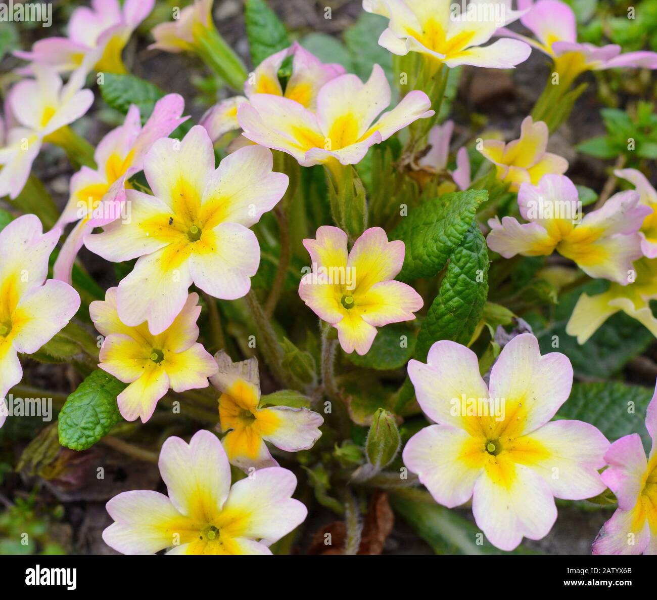 Early spring: Primroses in natural environment. (Primula vulgaris Stock ...