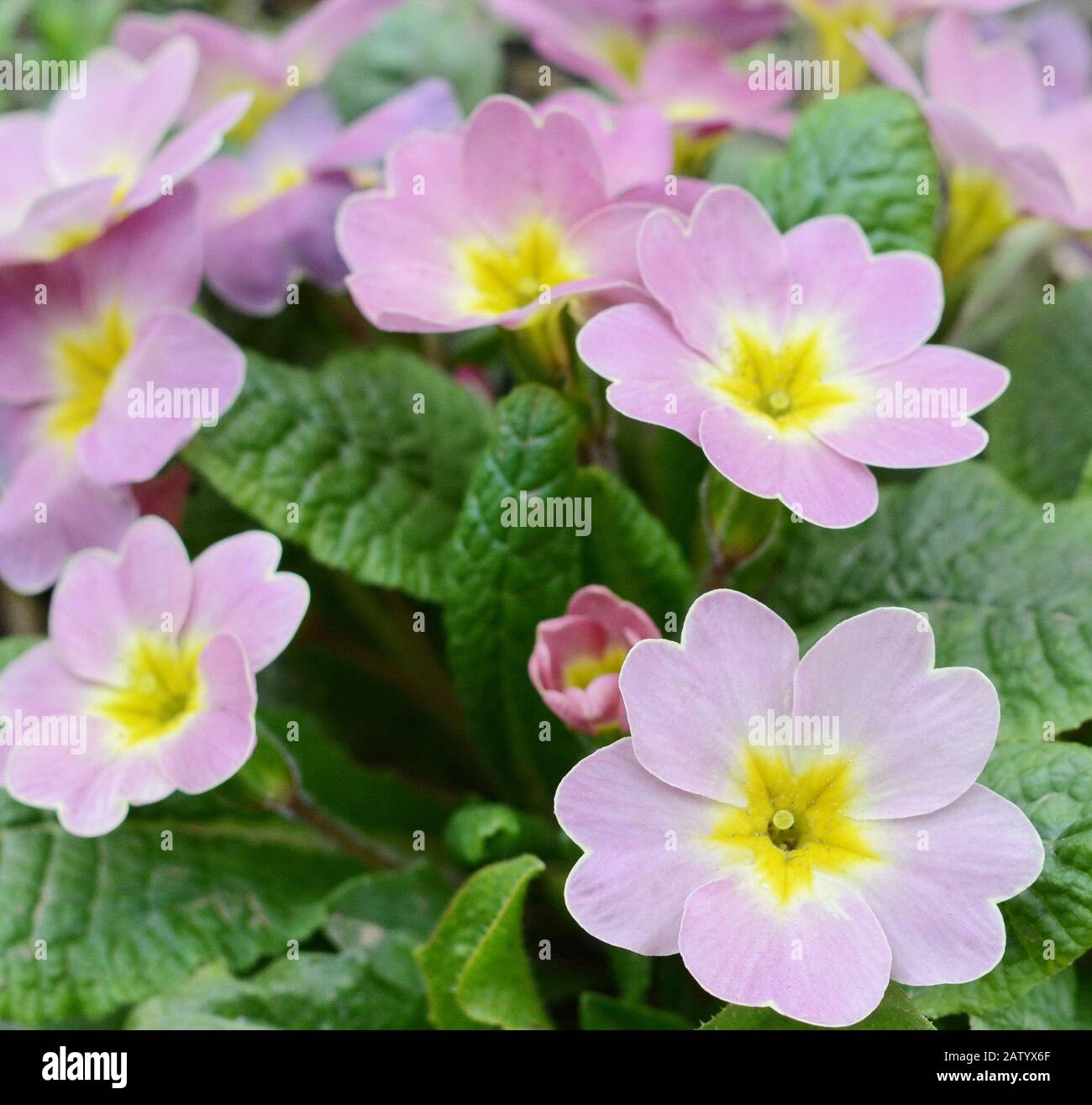 Early spring: Primroses in natural environment. (Primula vulgaris Stock ...