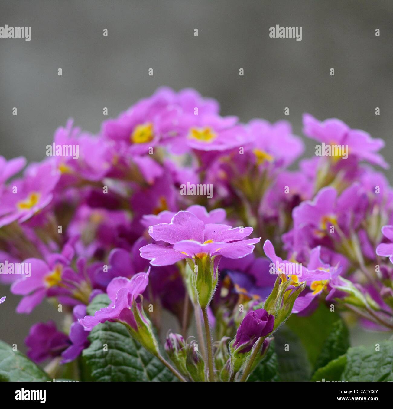 Early spring: Primroses in natural environment. (Primula vulgaris Stock ...