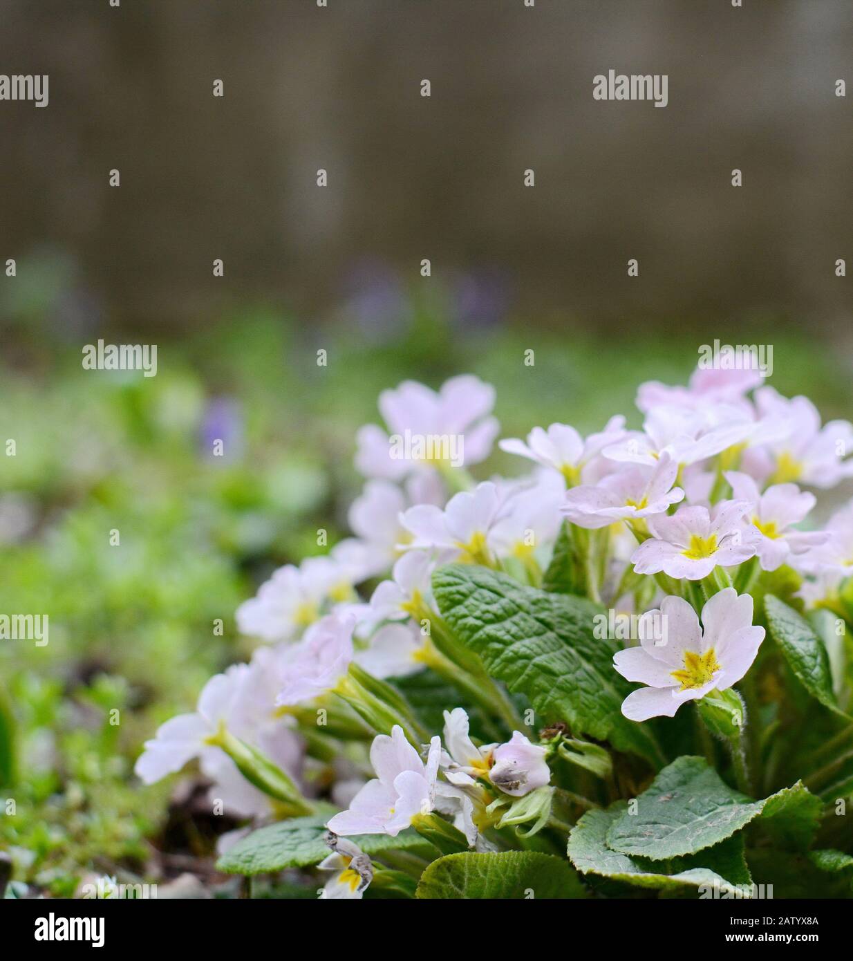Early spring: Primroses in natural environment. (Primula vulgaris Stock ...