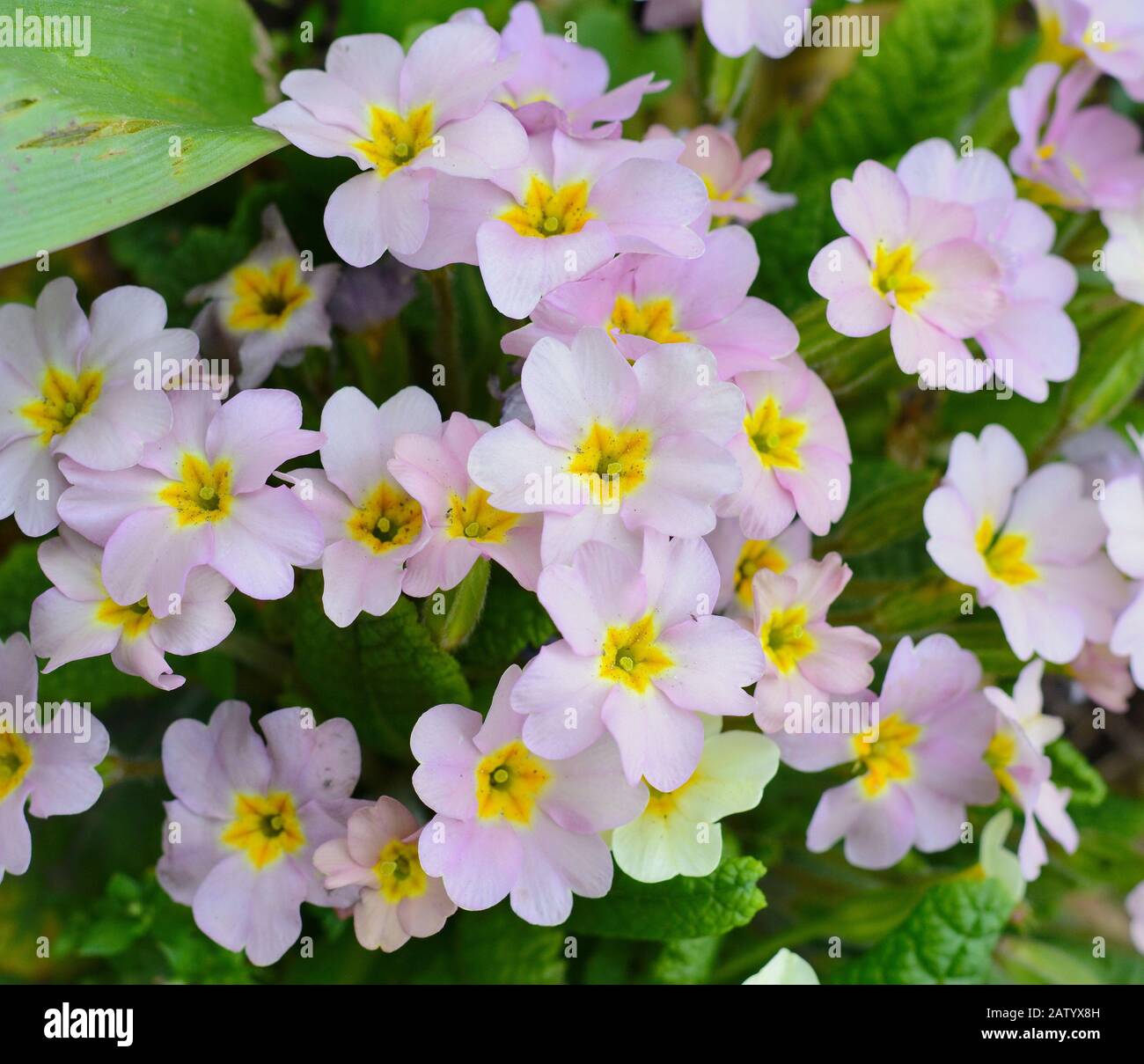 Early spring: Primroses in natural environment. (Primula vulgaris Stock ...