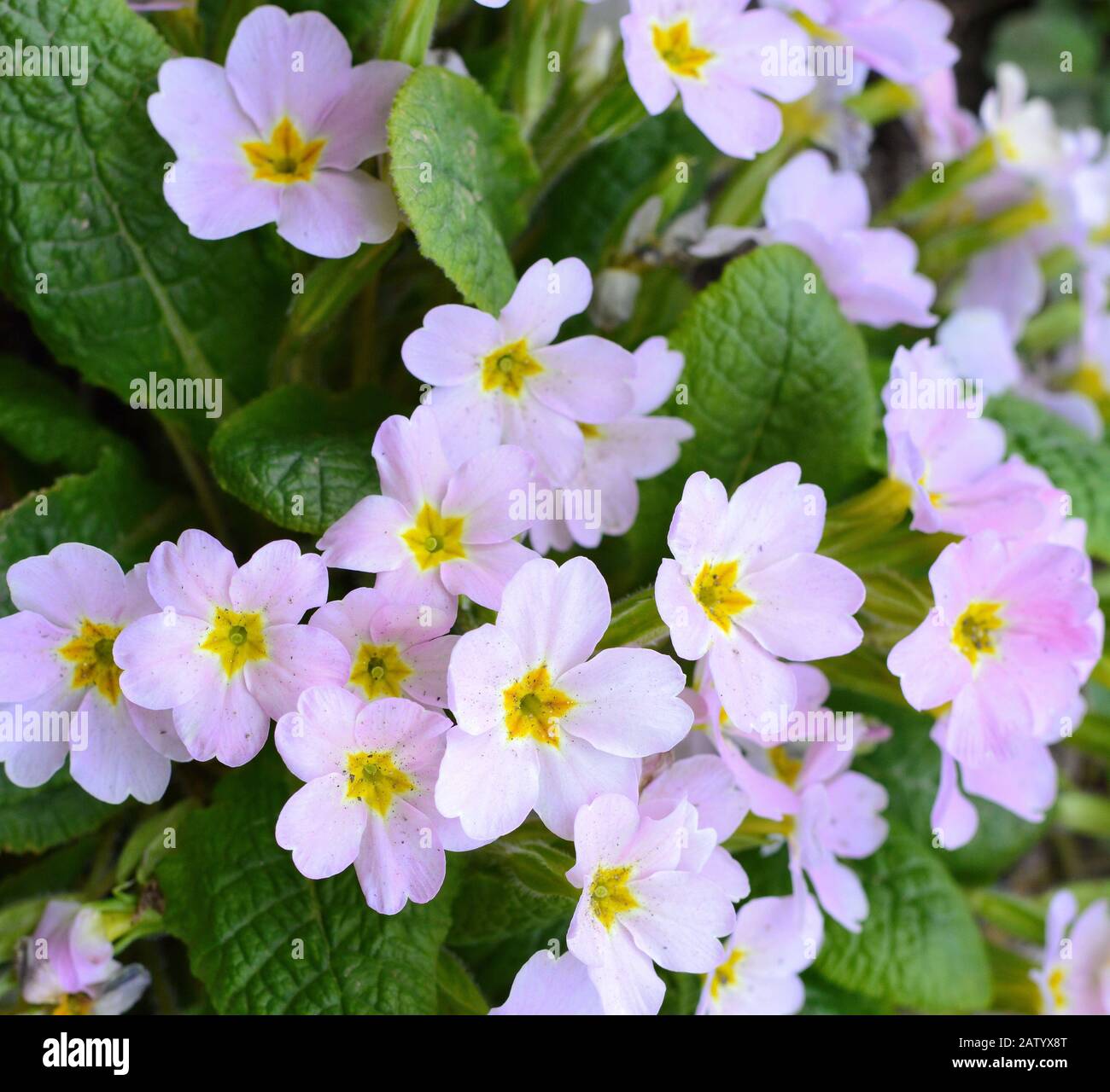 Early spring: Primroses in natural environment. (Primula vulgaris Stock ...