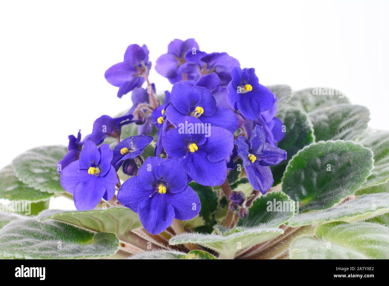 Potted African Violet isolated on white Stock Photo - Alamy