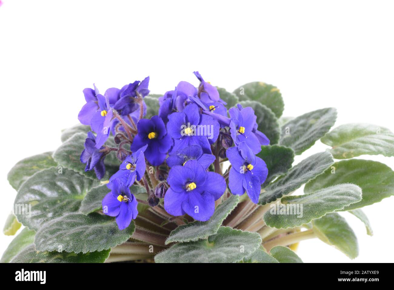 Potted African Violet isolated on white Stock Photo - Alamy