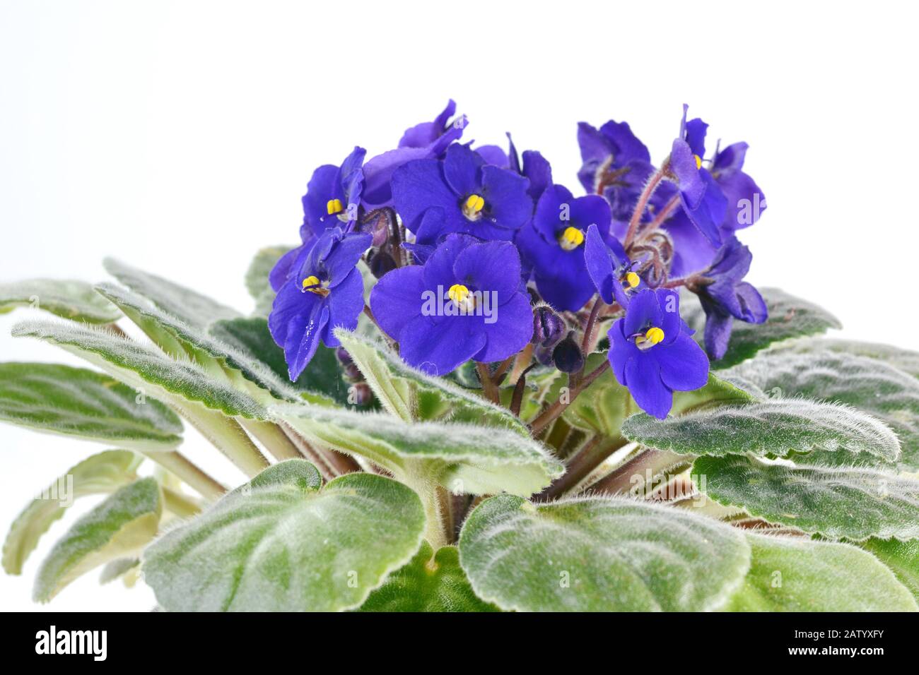 Potted African Violet isolated on white Stock Photo - Alamy