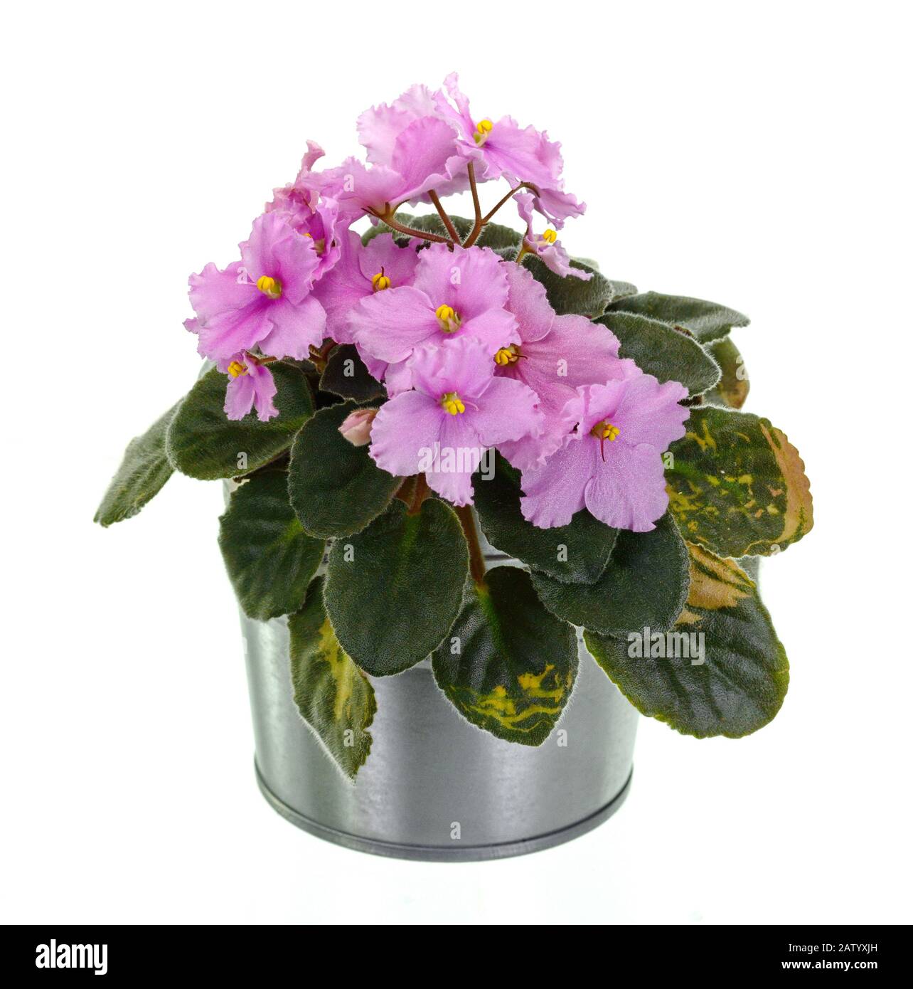 Potted African Violet isolated on white Stock Photo - Alamy