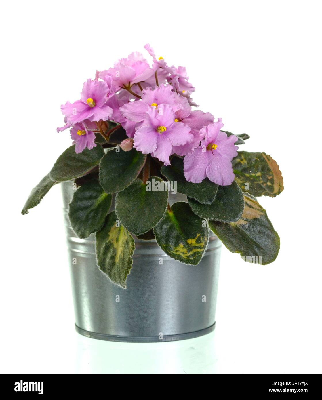 Potted African Violet isolated on white Stock Photo - Alamy