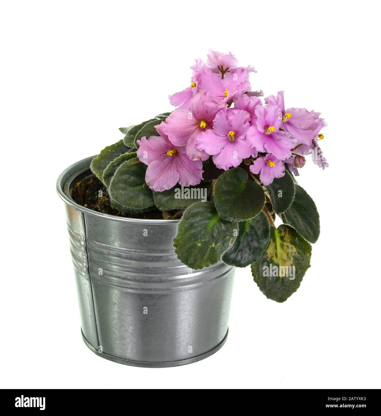 Potted African Violet isolated on white Stock Photo - Alamy
