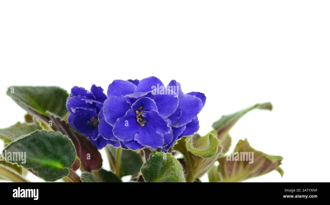 Potted African Violet isolated on white Stock Photo - Alamy