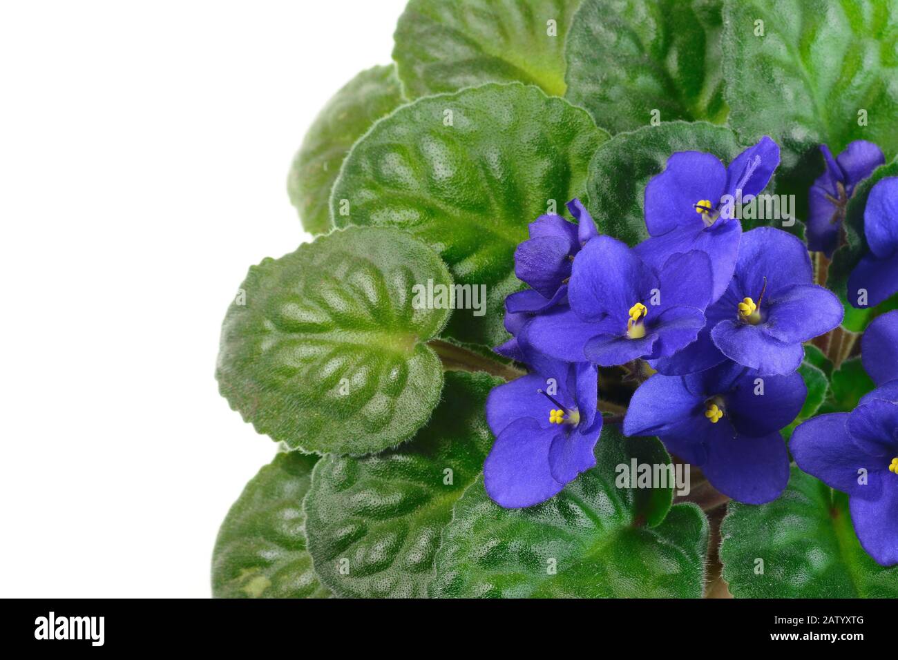 Potted African Violet isolated on white Stock Photo - Alamy